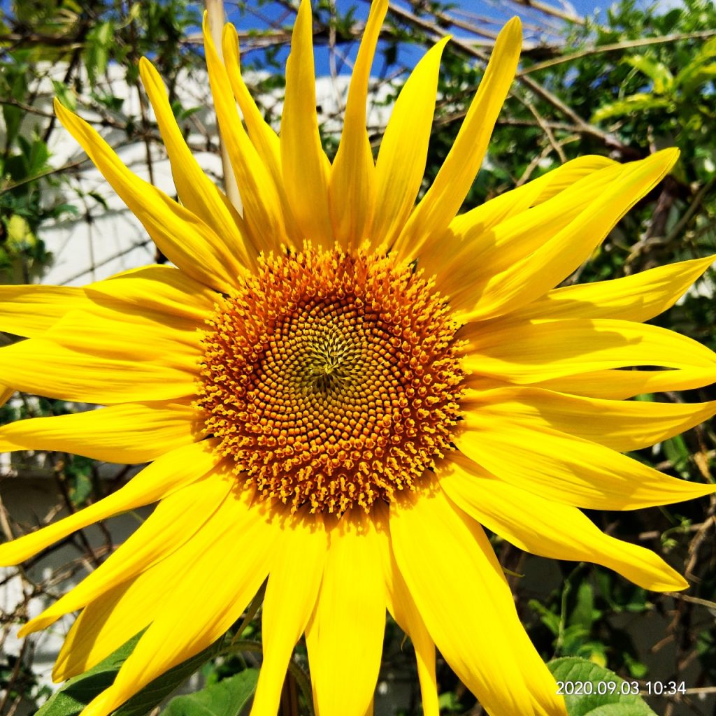 ನಮ್ಮ ಕೈತೋಟದ ‘ರಾಣಿ’ | ಆಕೃತಿ ಕನ್ನಡ
