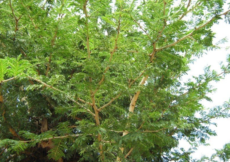 ಅಳಿವಿನಂಚಿನಲ್ಲಿರುವ ‘ಬನ್ನಿ ಮರ’ – ಡಾ. ಟಿ.ಎಸ್.‌ ಚನ್ನೇಶ್ | ಆಕೃತಿ ಕನ್ನಡ